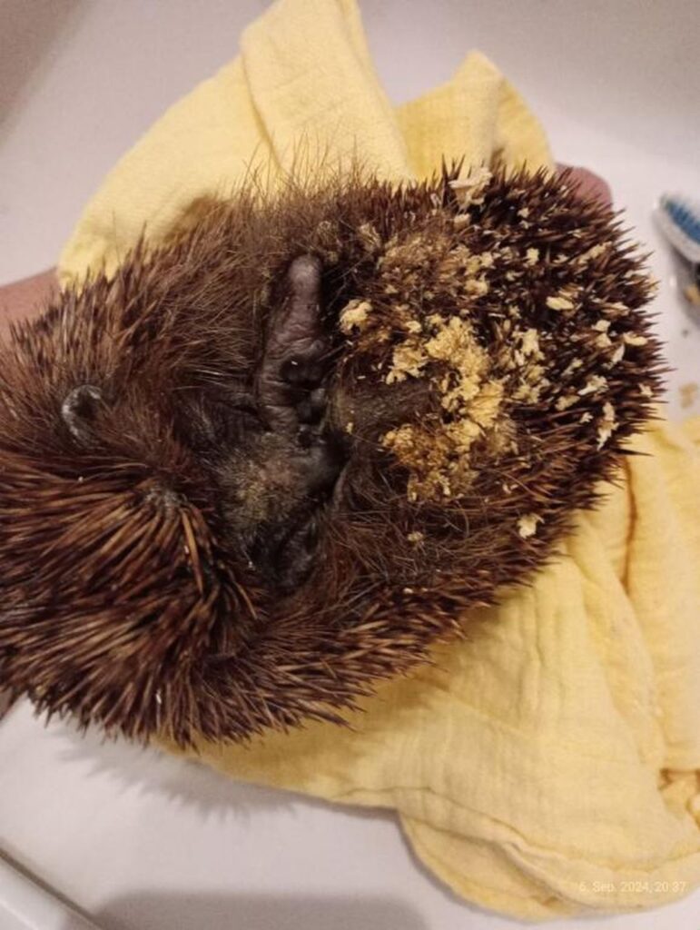 Igel | Tipps für einen igelfreundlichen Garten | Igelhilfe | Lebensraum ...
